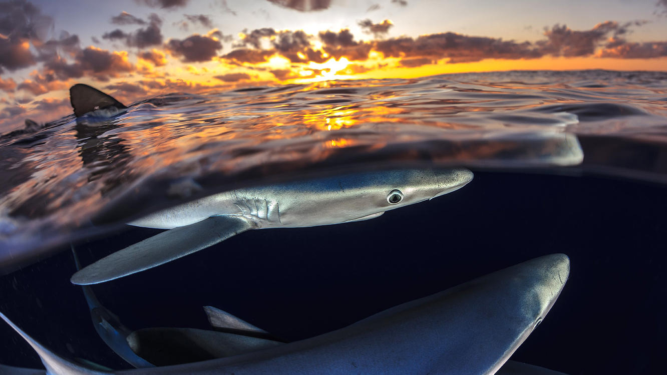 "Dem Fuchshai auf der Spur" auf dem Greenscreen Festival 2021 - SPIN TV